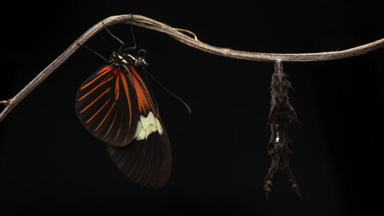 An unusual strategy helps some tropical butterflies live 25 times ...