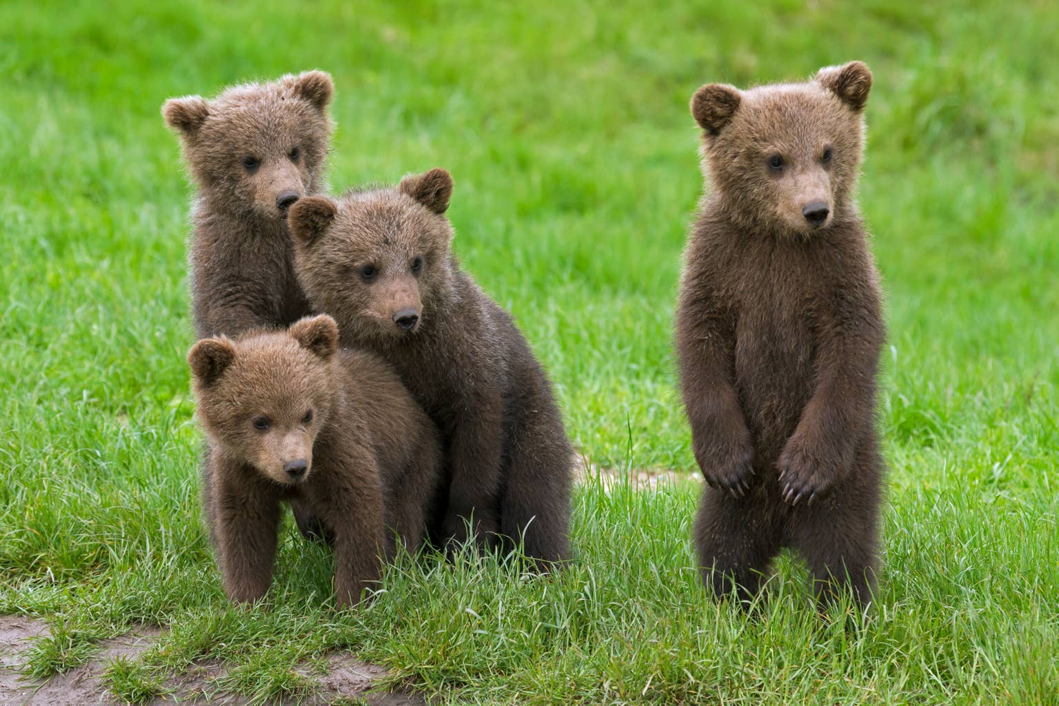 Bear cubs in Alaska stand up like tiny humans, and the internet can't ...