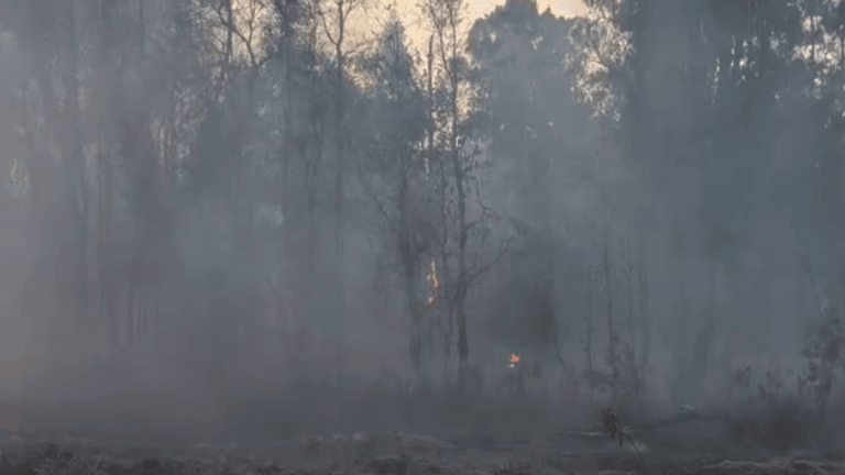 Lightning-sparked brush fire burns 15 acres in Palm City, now fully ...