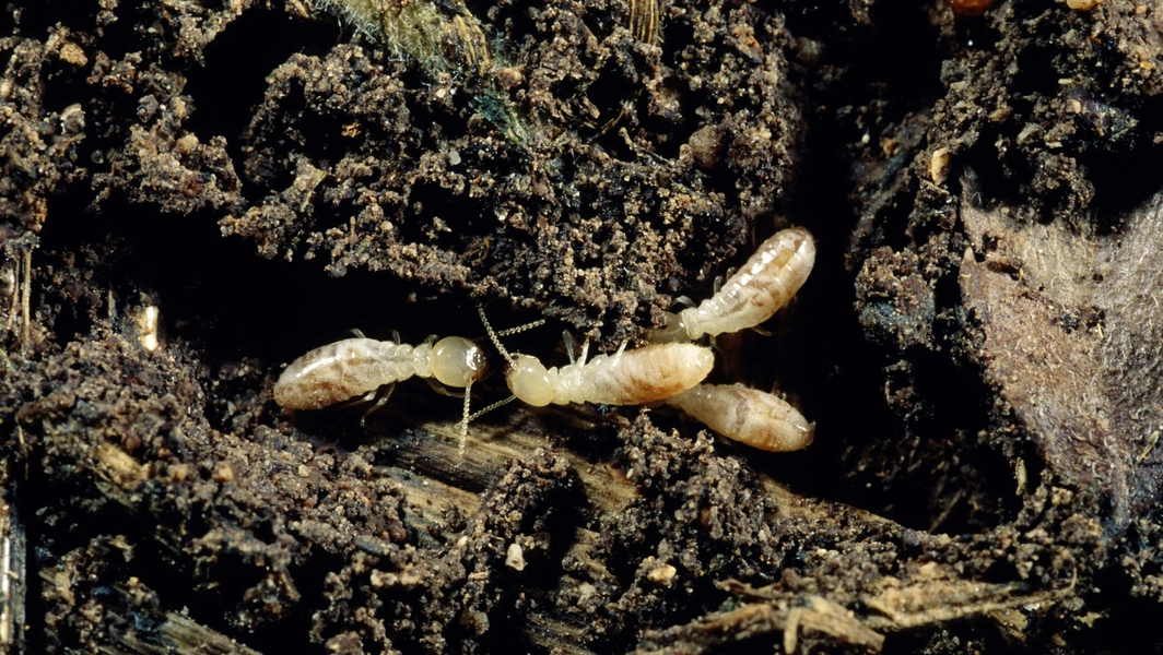 Natural termite control with essential oils and DIY remedies