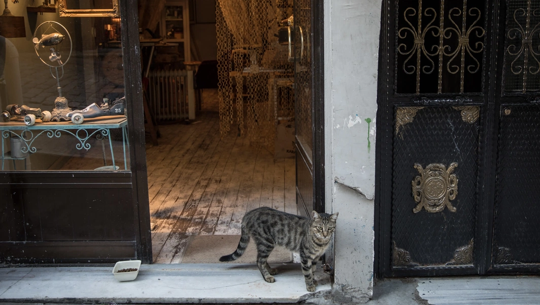 12 beloved street cats of Istanbul