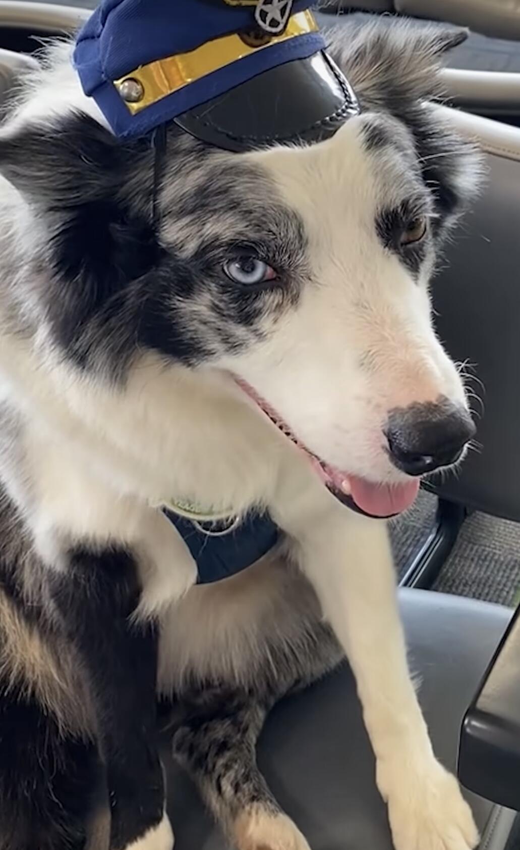 These airport dogs run miles every day to keep planes and passengers safe