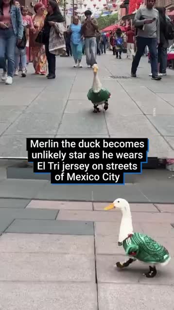Merlin the duck becomes unlikely star at World Cup