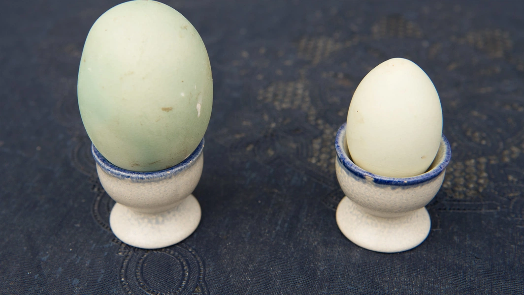 Understanding protein in eggs