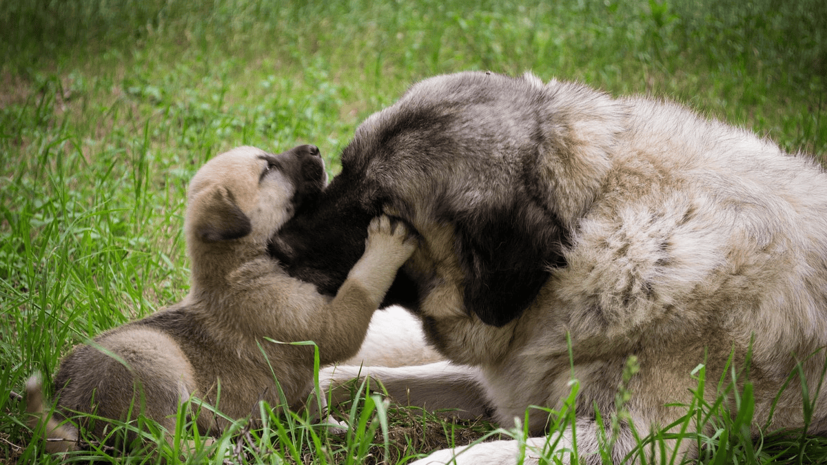 The surprising truth about how mother dogs care for their puppies