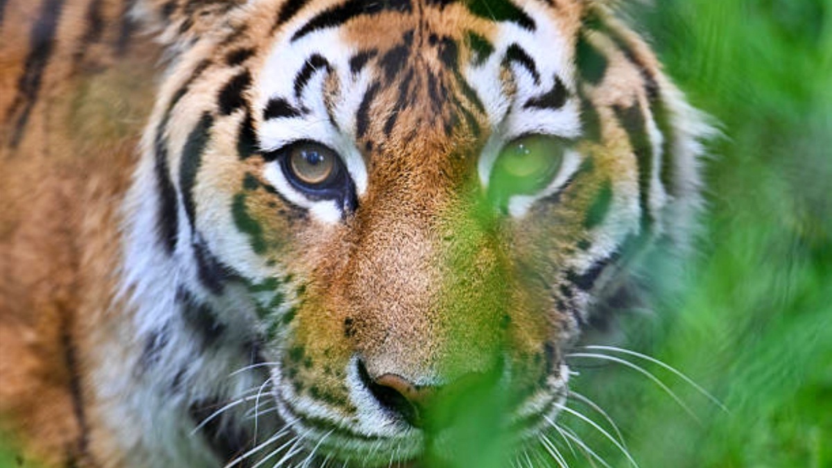 Signs you share personality traits with these wild animals based on ...