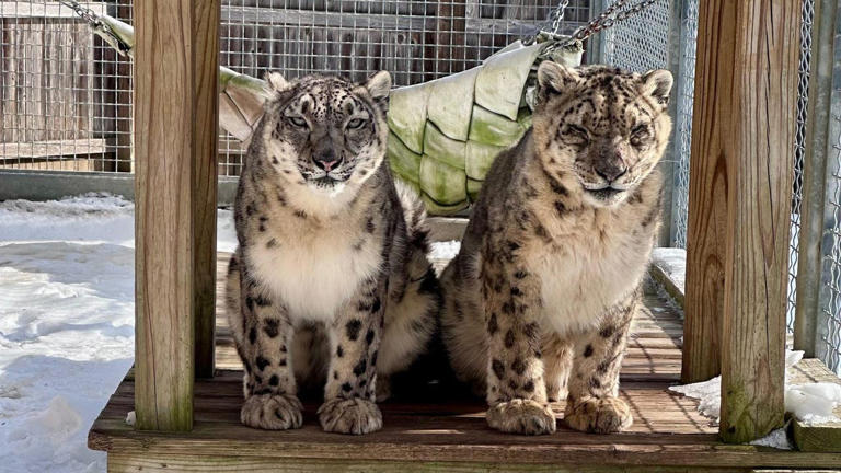 Cape May County Zoo mourns loss of snow leopards
