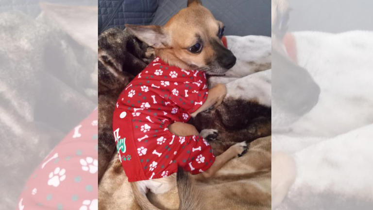 Police looking for dog who ran off after Warwick crash