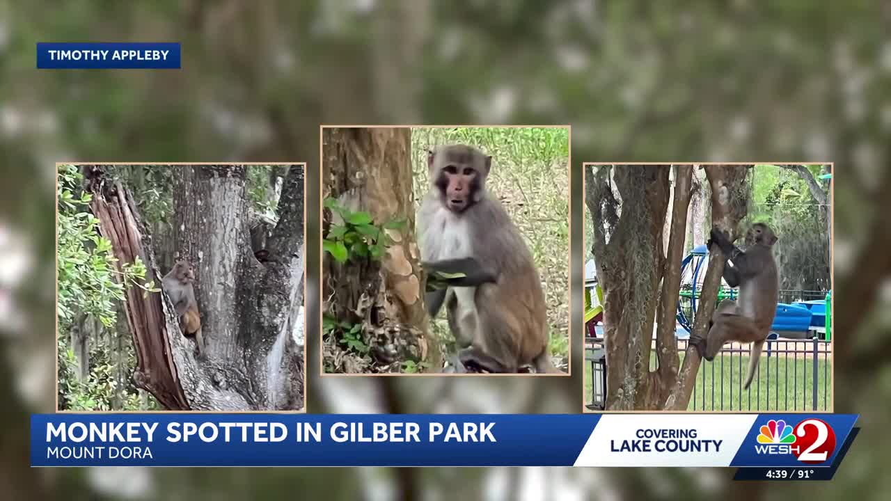 Monkey hangs around at Mount Dora's Gilbert Par