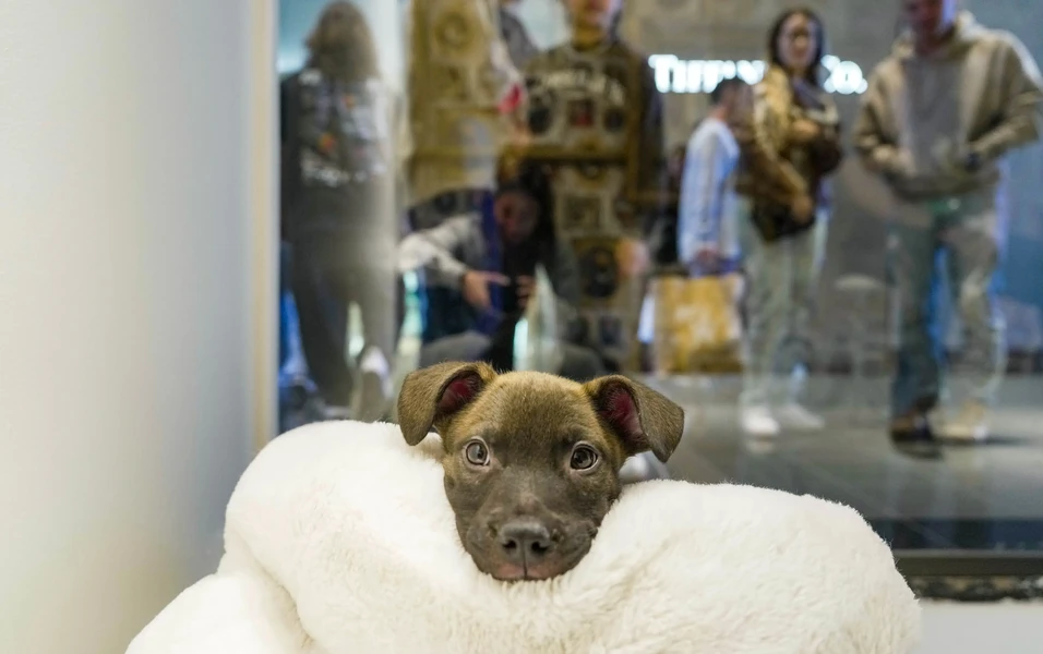 Raising a healthy, happy puppy from day one