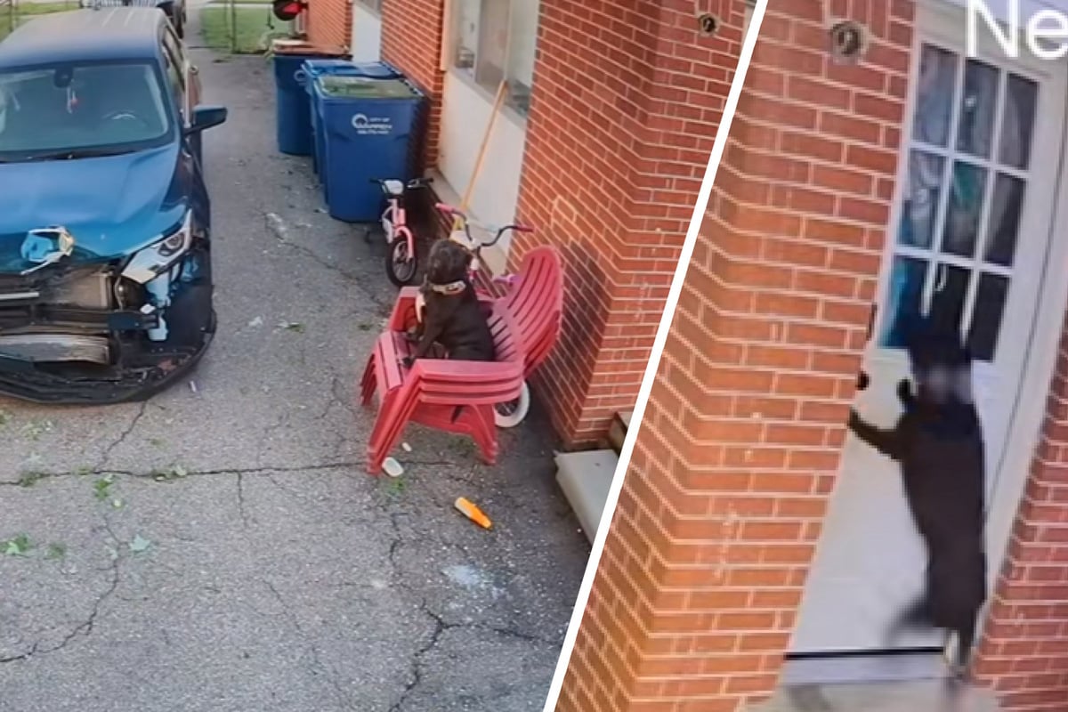 Dog owner makes heartshattering mistake while half-asleep: "She was ...