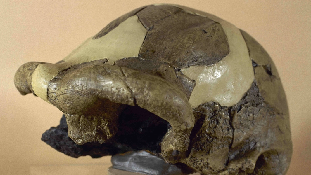 Yunxian skull reconstruction challenges long-held human evolution model