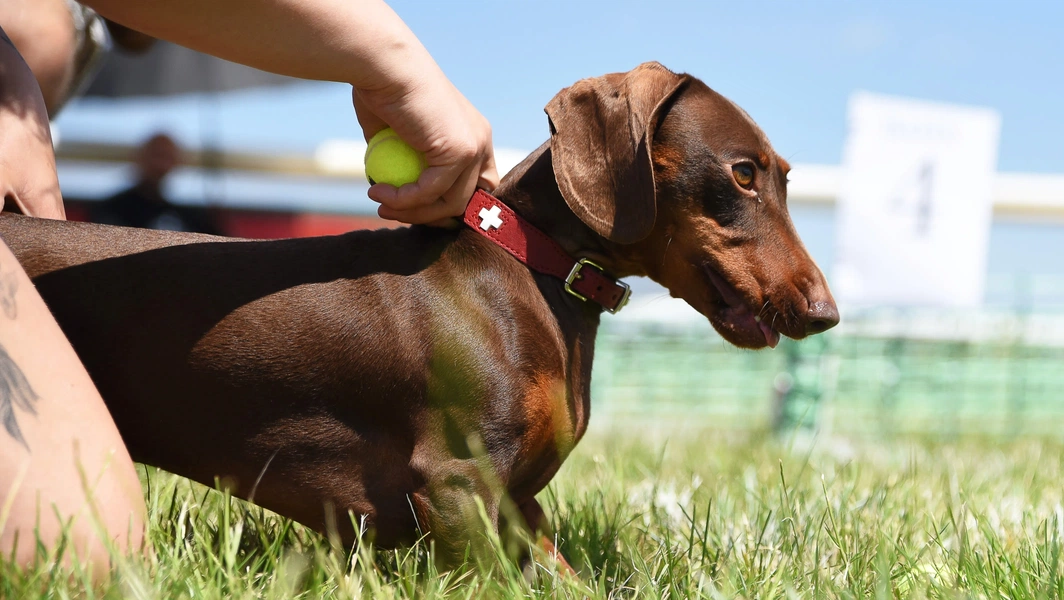 Fascinating facts about the dachshund