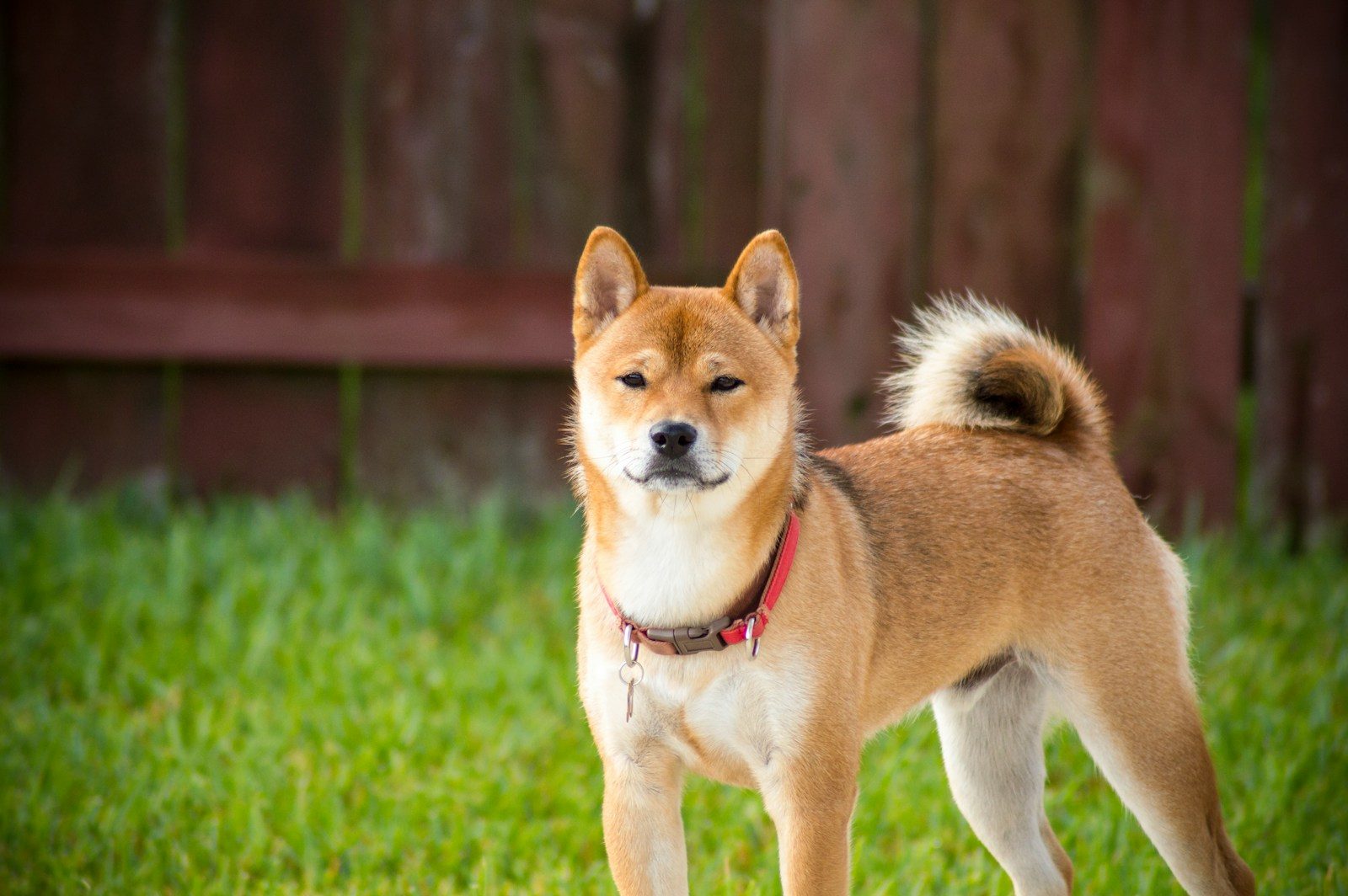 Dog breeds often considered challenging to train
