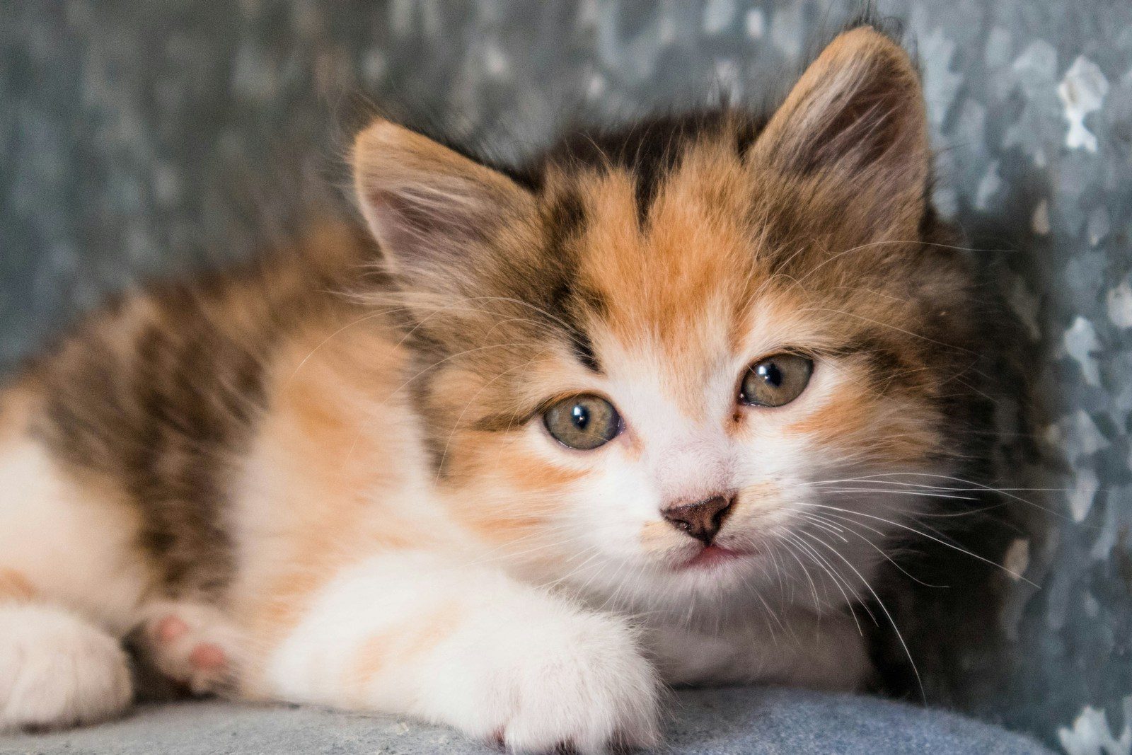 Why this lost kitten brought a surprise friend home