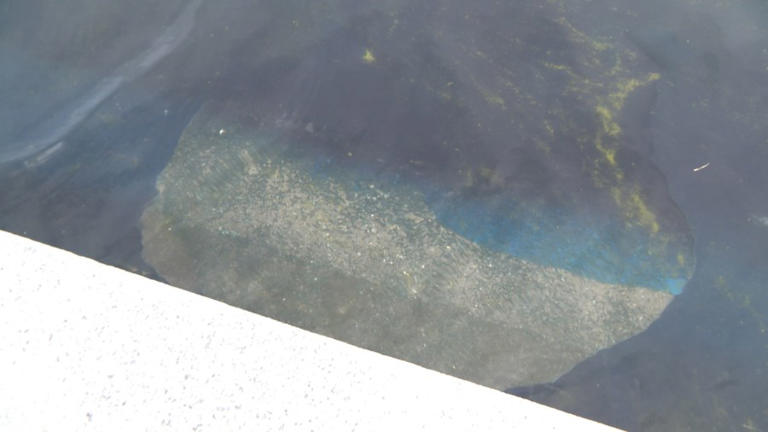 Crews drain Lincoln Memorial Reflecting Pool after algae, paint issues