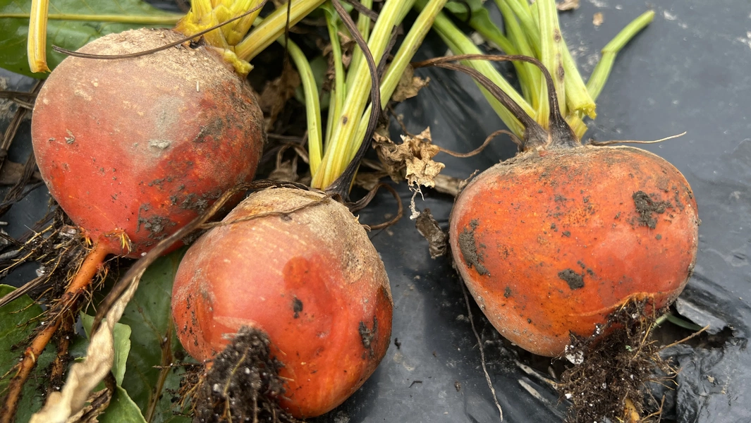 Yellow beet salads that taste like sunshine
