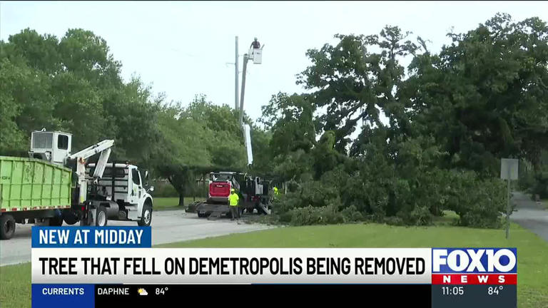 Downed tree causes delays on Demetropolis Road