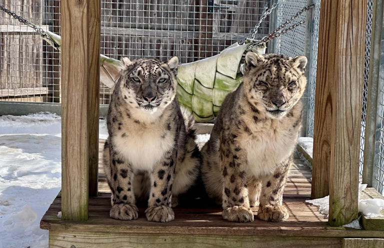 Snow leopards Maliha and Bataar have died, Cape May County zoo says