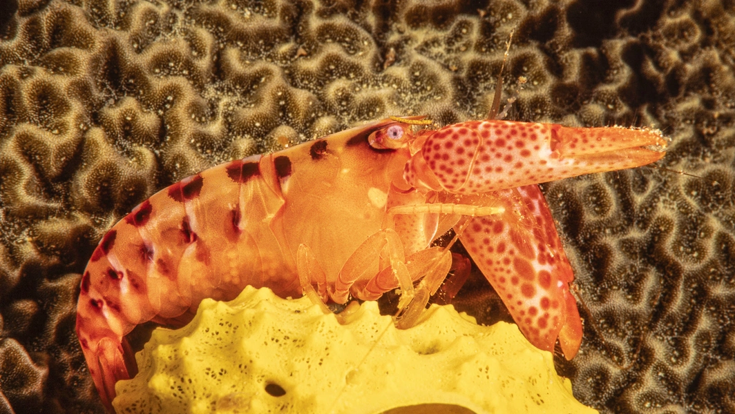 Pistol shrimp: Masters of sonic hunting