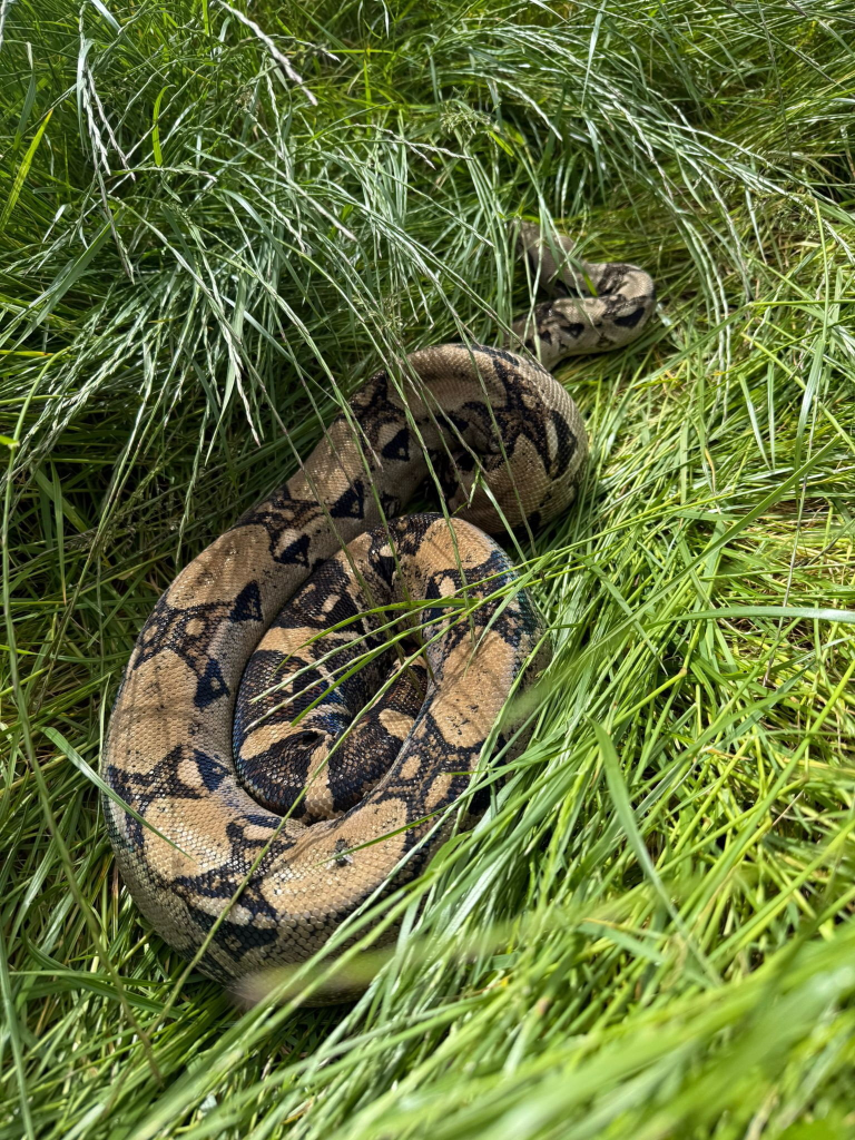 Girl finds massive 6-foot snake while playing golf