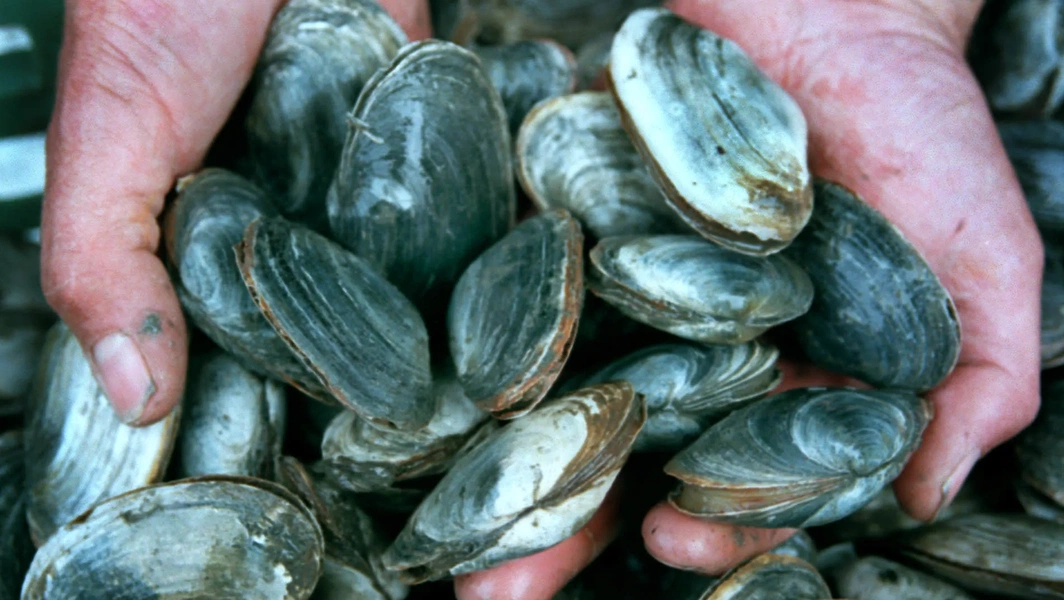 11 fascinating clam varieties from around the world