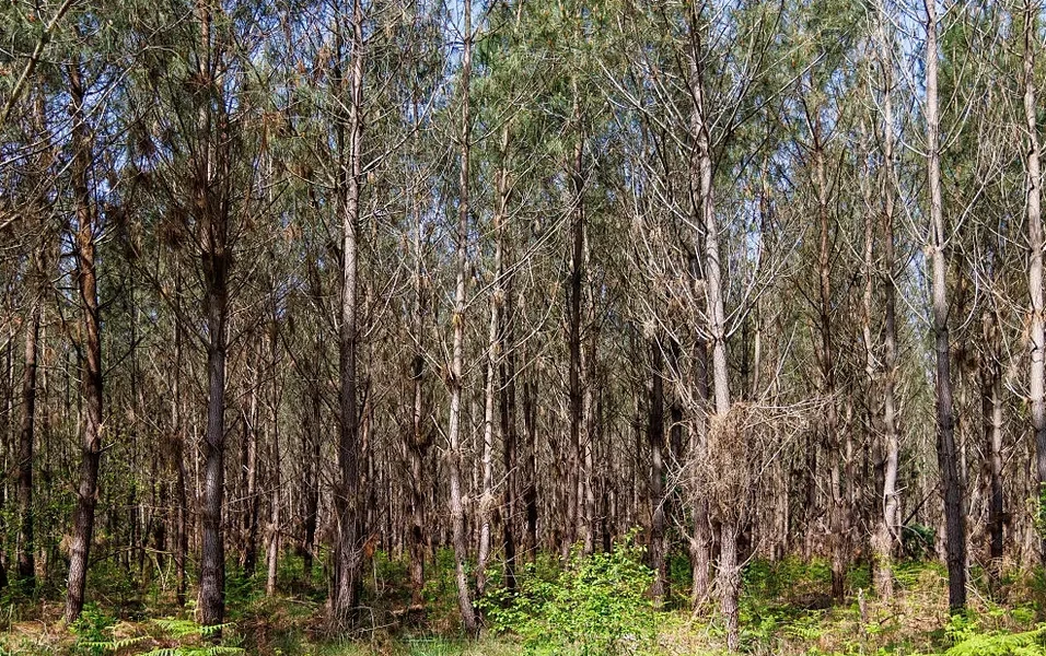 Researchers link nature's fractals to rapid stress relief