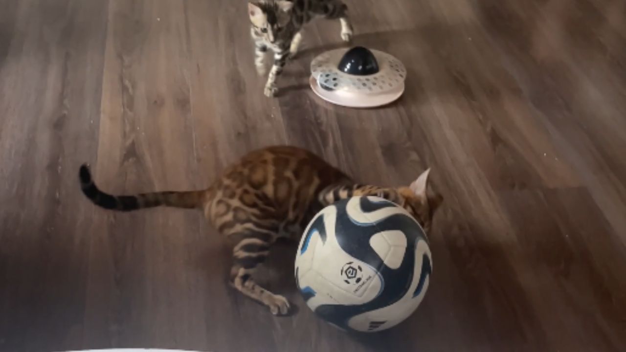 Cat enjoys a hilariously unique game with soccer ball