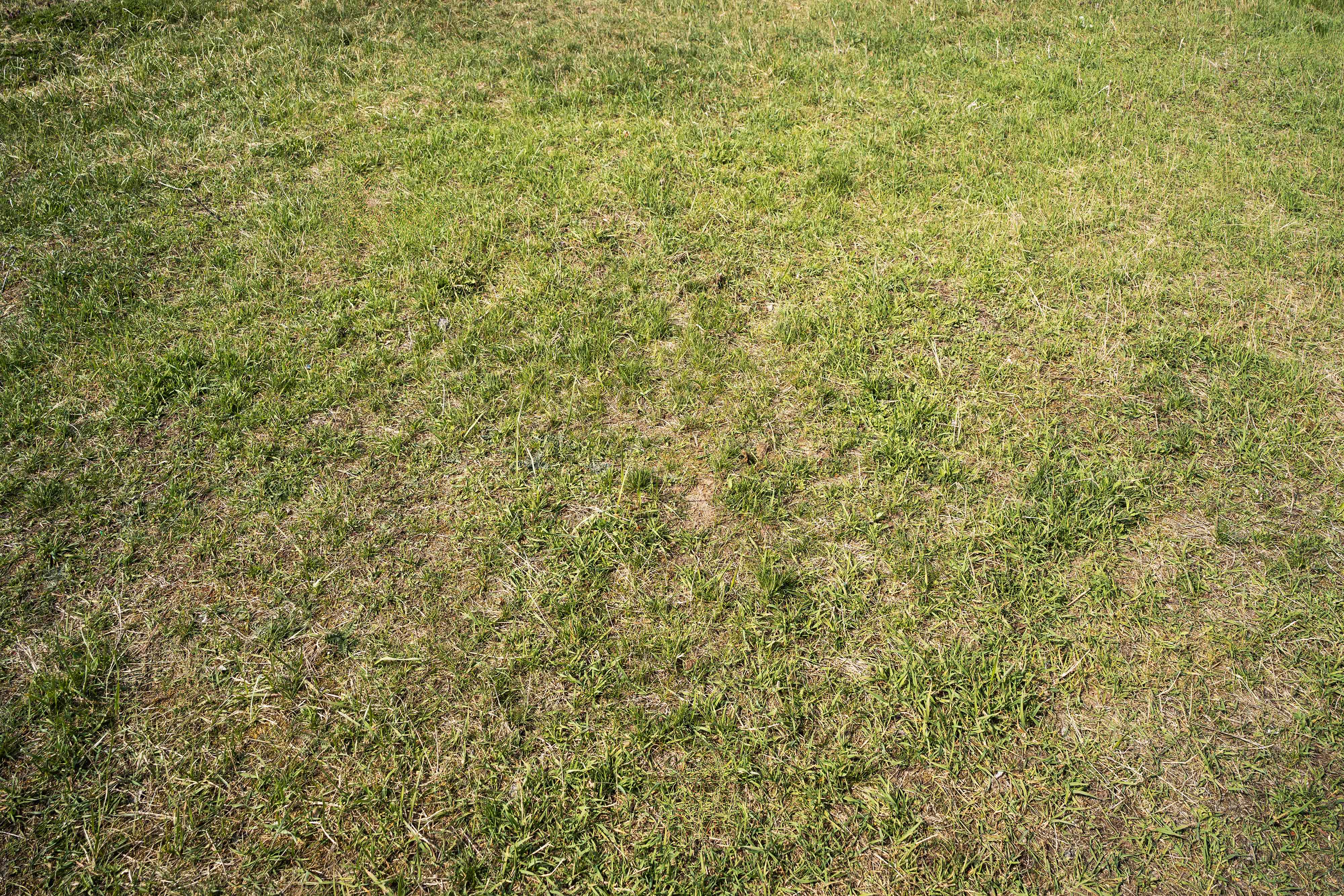 Why your lawn still feels crunchy after watering—and how to fix it