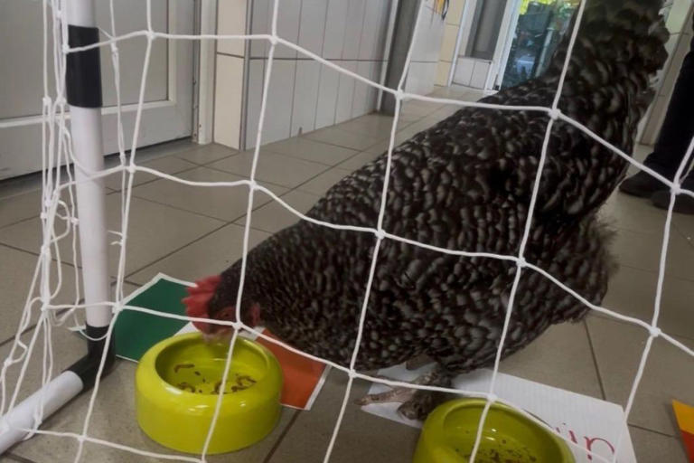 Gewinnt Deutschland gegen die Elfenbeinküste? Huhn Elke aus NRW sagt ...