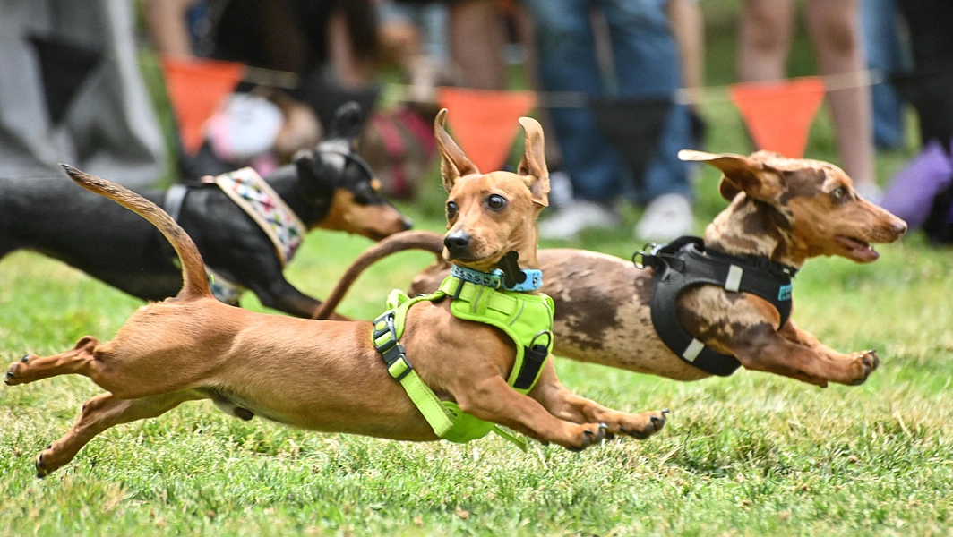 Viral dachshund moments captured online