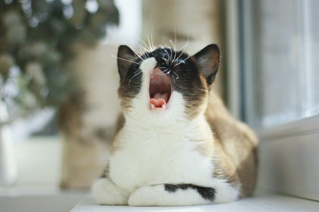 Why this massive cat has loud daily talks with mom