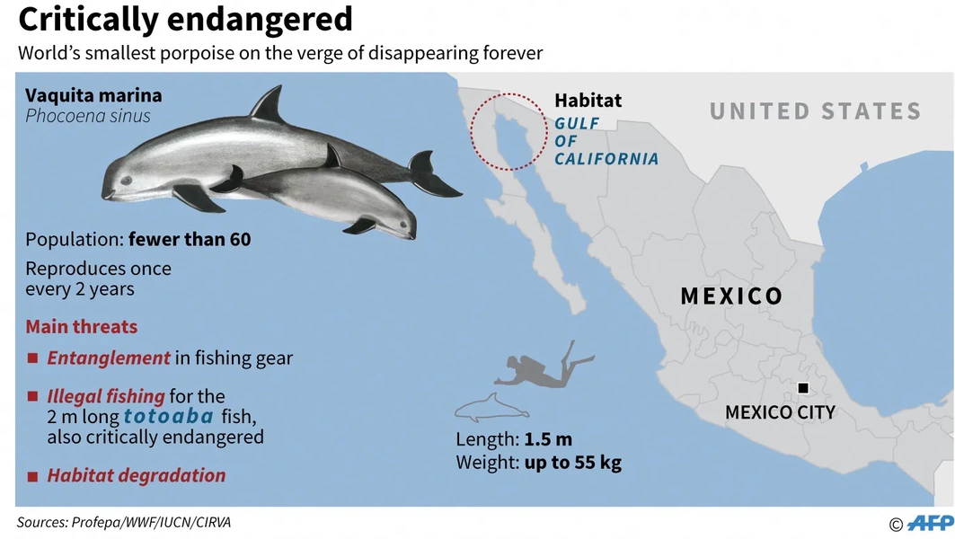 Digital vaquita skeleton offers lifeline for knowledge, not survival
