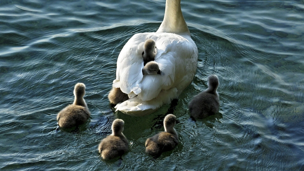 Bedford swan rescue coincides with rare wildlife breakthroughs