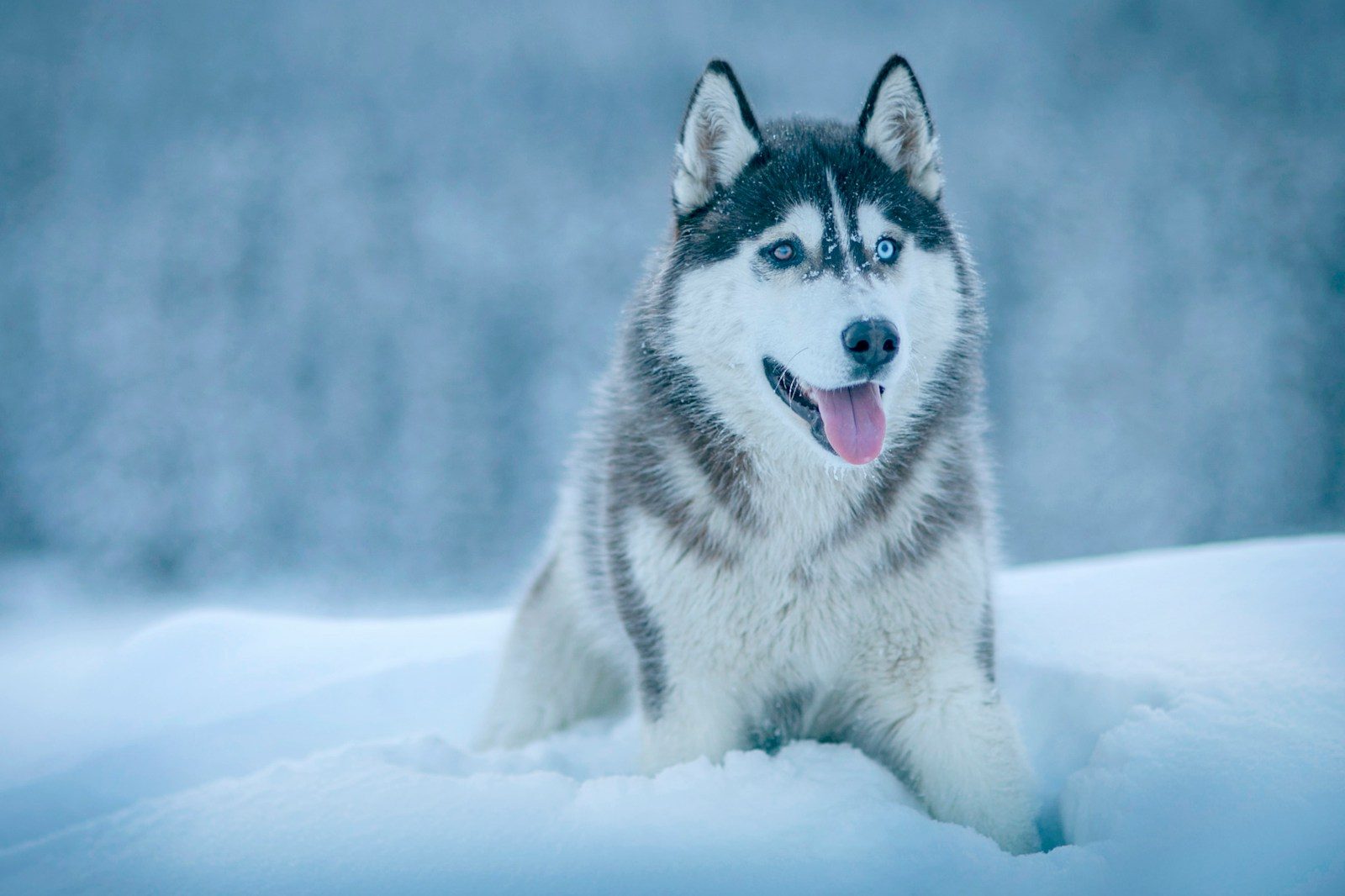 Common challenges husky owners often talk about