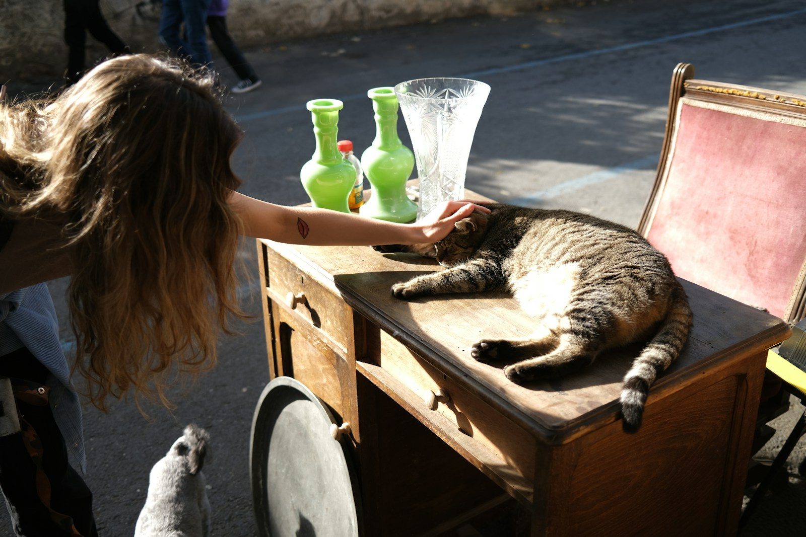 Why this Turkish street cat greets her savior daily