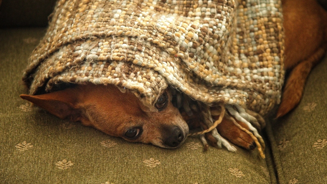 10 common human behaviors that stress dogs