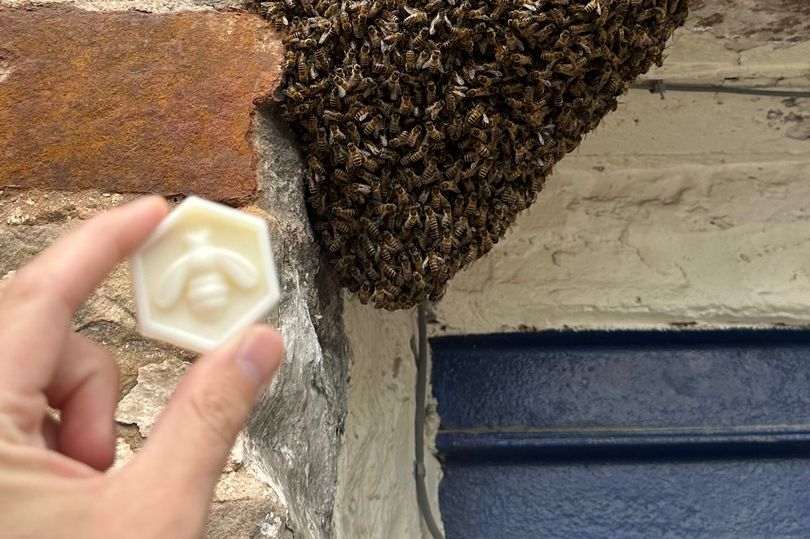 Manchester bee-themed business stunned after 3,000 bees appear on their ...