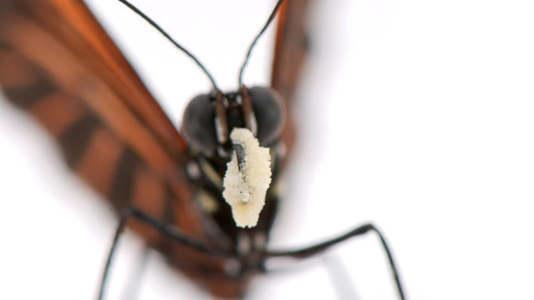 An unusual strategy helps some tropical butterflies live 25 times ...