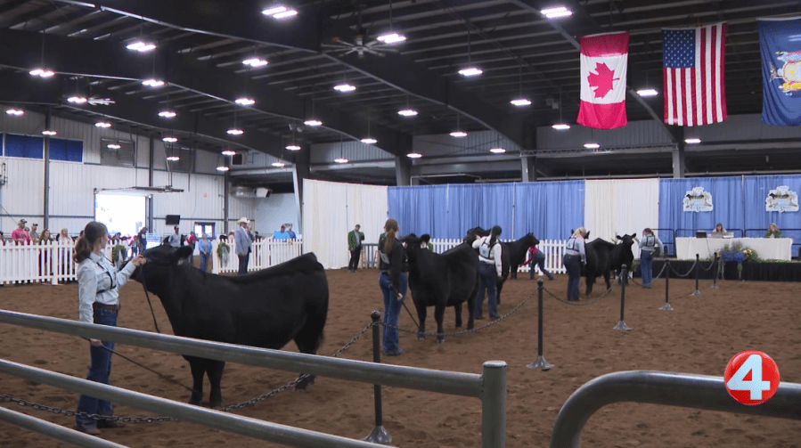 Hamburg Fairgrounds hosts Junior Angus Show