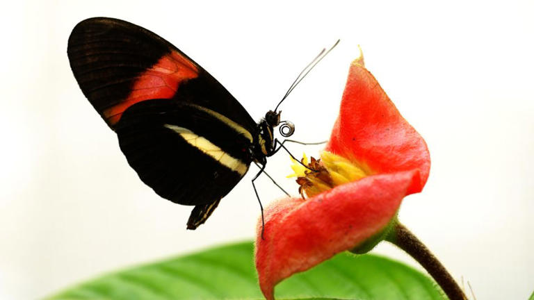 An unusual strategy helps some tropical butterflies live 25 times ...