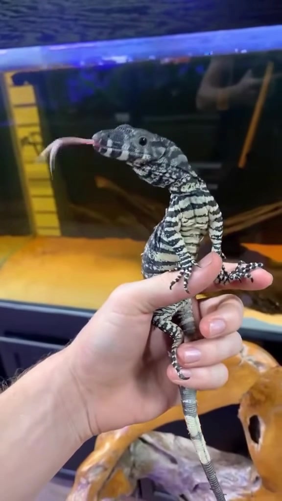 Chandler's wild life: Pets and reptiles