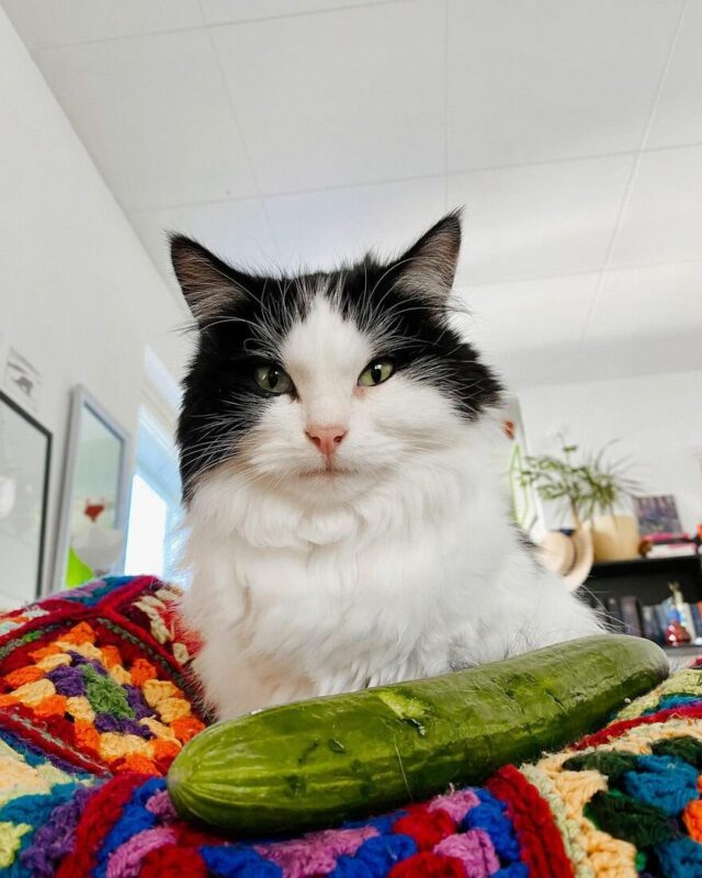 These perfectly normal things in your home are, to your cat, absolutely ...
