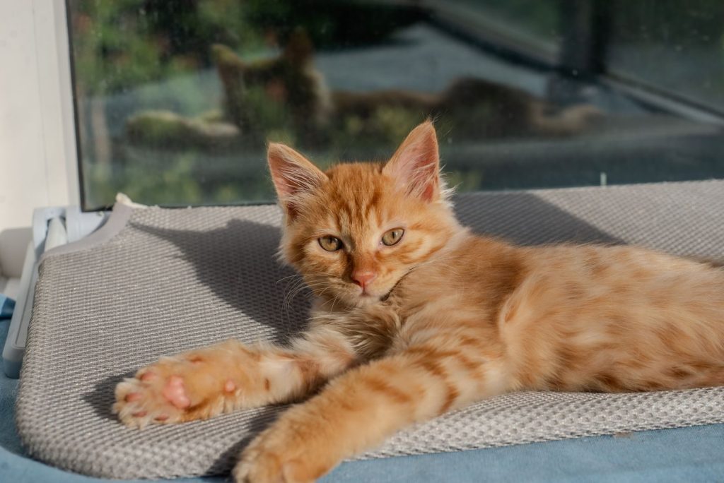 Most beautiful cat breeds according to popular scientific observations