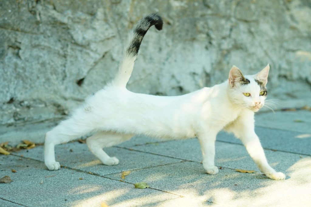 How a two-legged cat runs like a champion
