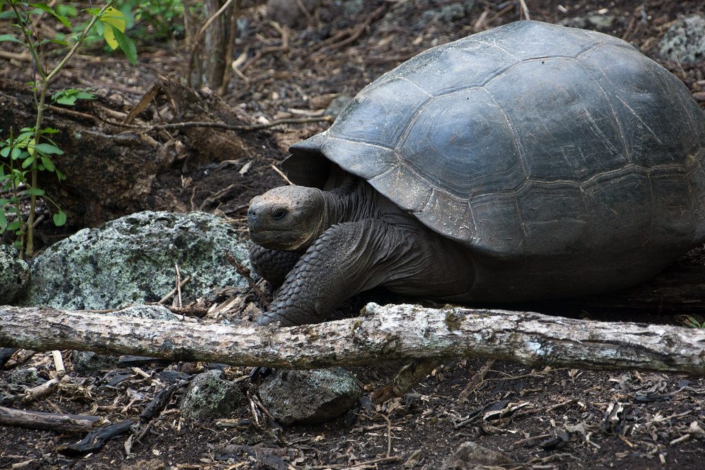 6 animals once believed extinct that were later found alive