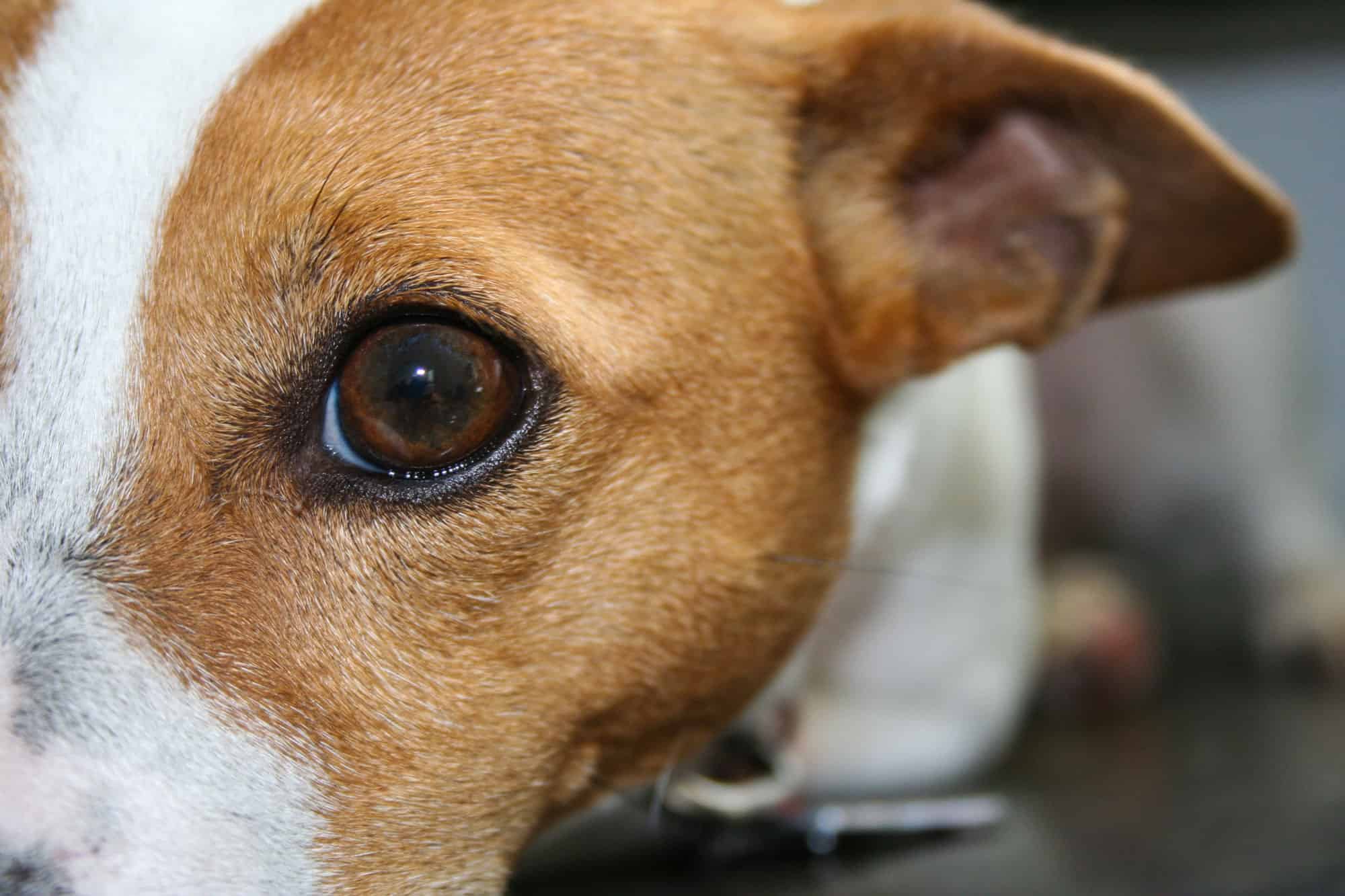 The dog breeds with the cutest puppy dog eyes