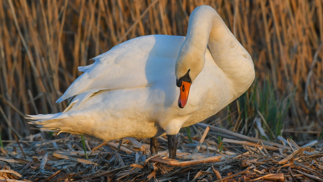 14 striking white birds across North America
