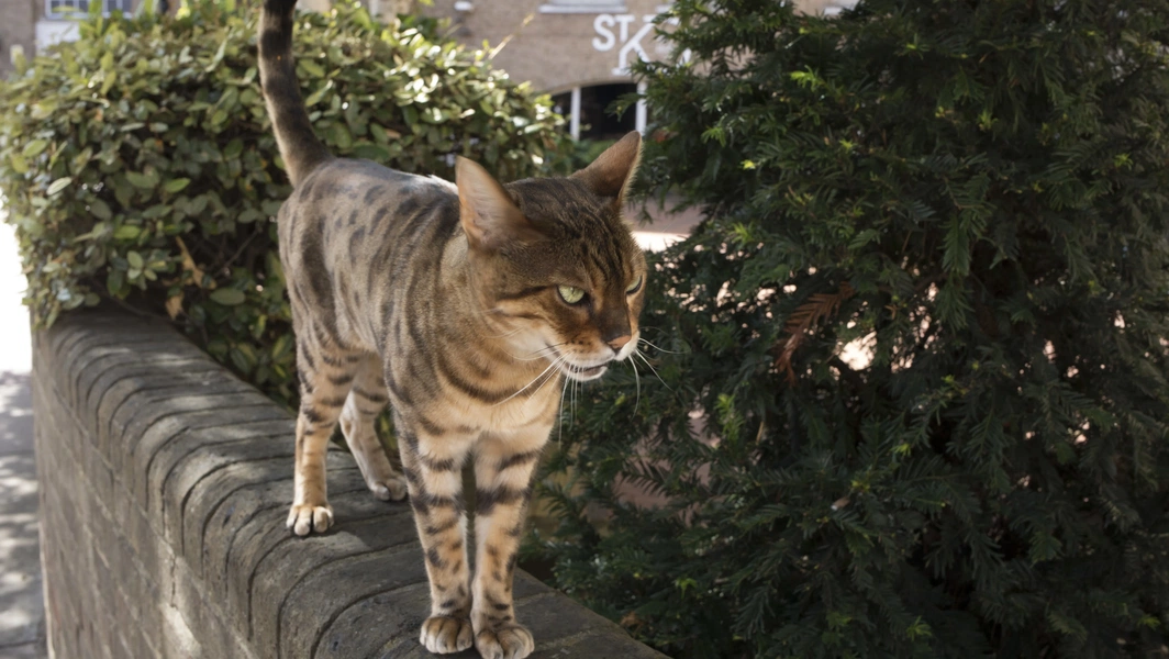 Bengal cats’ striking looks and unique behaviors