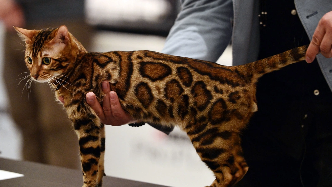 Bengal cats’ striking looks and unique behaviors